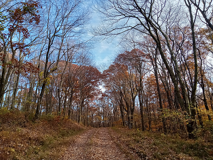 Fall's paintbrush transforms ordinary forest paths into walkways that would make Thoreau weep with joy.