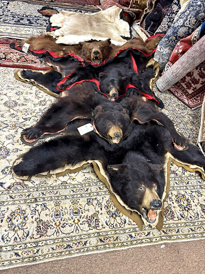 Bear rugs that once graced hunting lodges now await new homes. Conversation starters that literally bare their teeth!