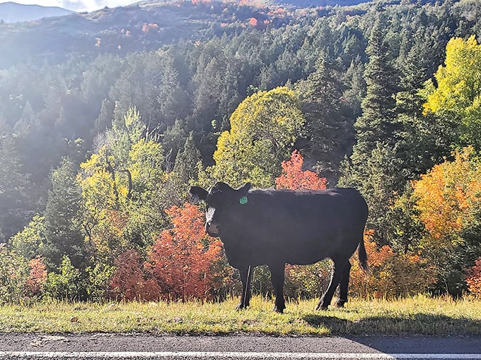 Excuse me, you're blocking traffic! This bovine roadside attraction clearly didn't read the memo about designated selfie spots.