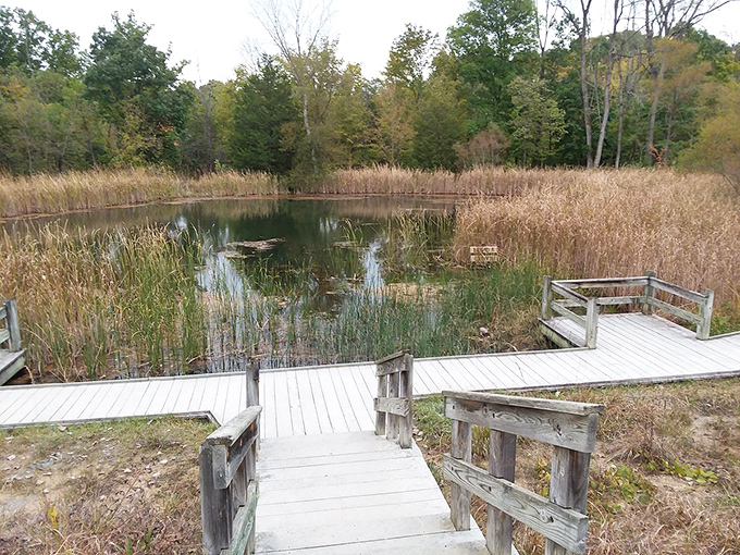 A weathered boardwalk invites contemplation at the wetlands preserve. Nature's version of a meditation studio, minus the expensive membership fees.