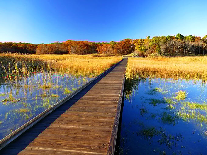 A wooden boardwalk cuts through autumn-kissed marshlands. The perfect runway for showcasing nature's most spectacular seasonal fashion show.