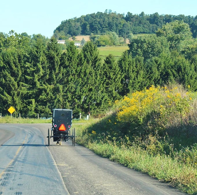 Rolling hills dotted with farms and forests create the perfect backdrop for a buggy ride that feels like traveling through an American pastoral painting.