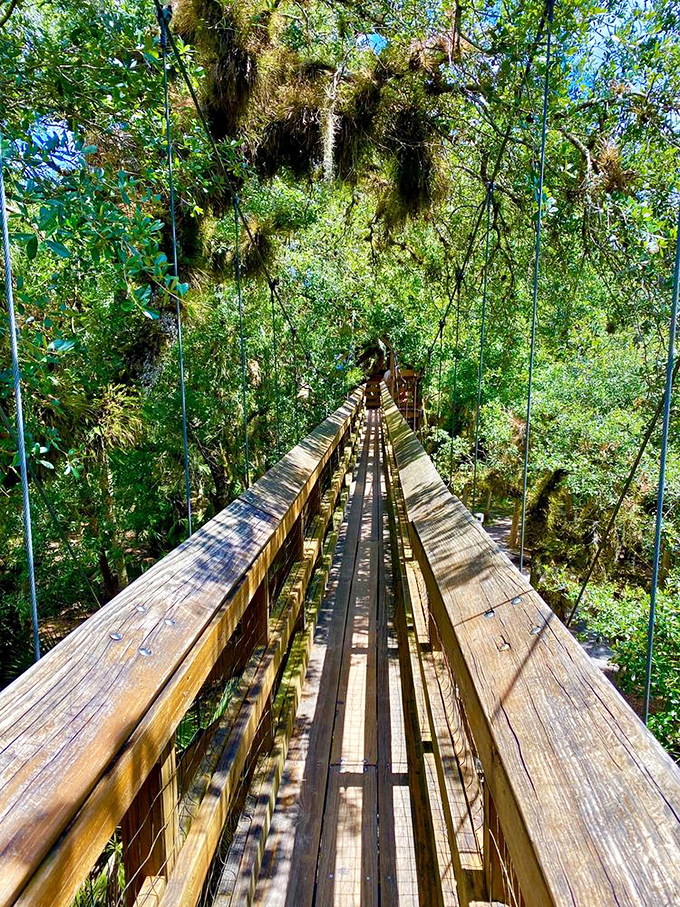 Walking 25 feet above the forest floor gives you a new perspective on "taking the high road." Vertigo optional, amazement guaranteed.