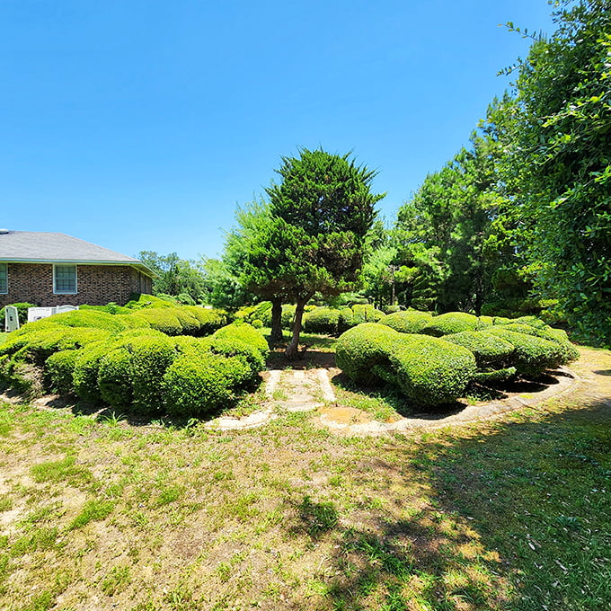Nature's chess pieces arranged on a sunlit lawn. These meticulously shaped forms create a playful dialogue between geometric precision and organic growth.