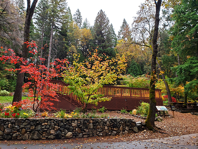 Fall foliage transforms the Dunsmuir Botanical Gardens into a painter's palette of crimson and gold. Even Monet would be reaching for his brushes.