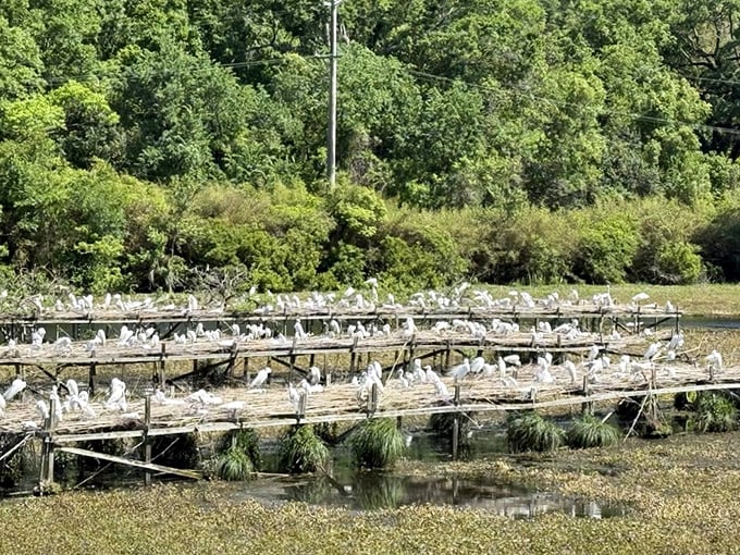 Bird City isn't just a clever name &ndash; it's an avian metropolis where thousands of snowy egrets conduct their business in formal white attire.