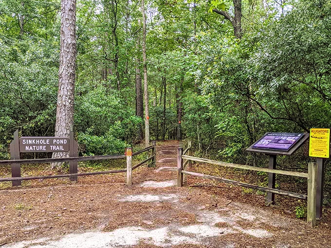 The Sinkhole Pond Nature Trail entrance stands ready for explorers, with that yellow "Alligators" sign adding just enough excitement to your walk.