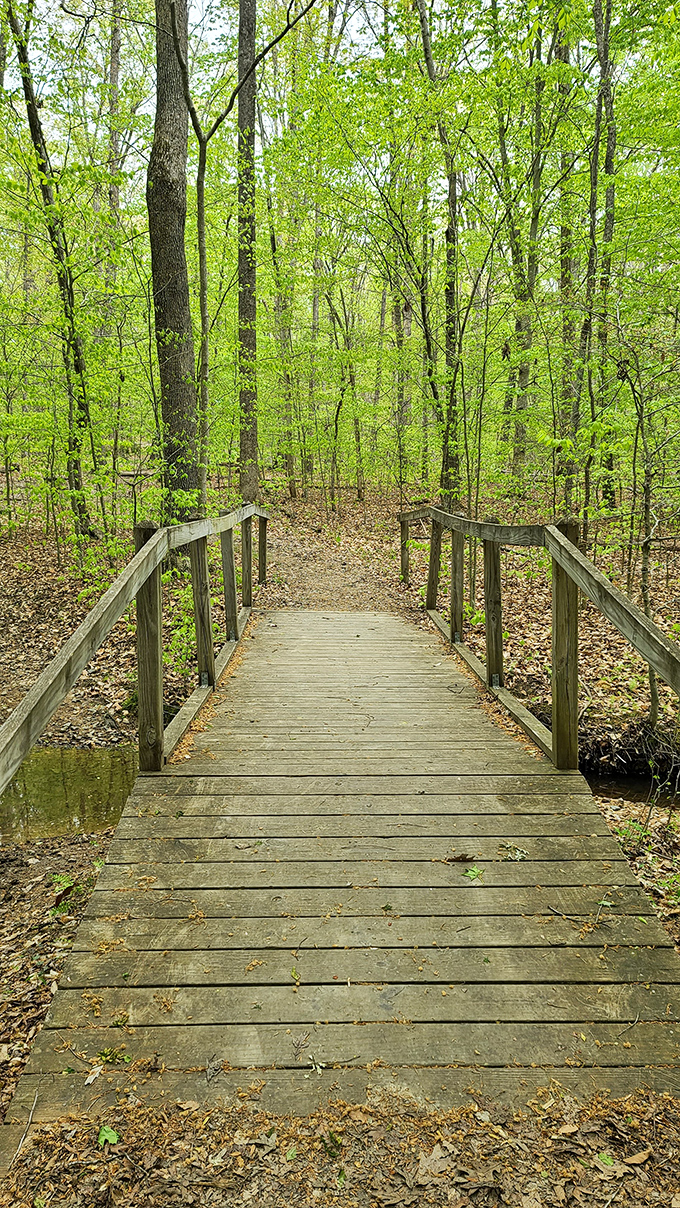 This wooden footbridge isn't just crossing a stream&mdash;it's inviting you into spring's electric green wonderland. Nature's welcome mat.