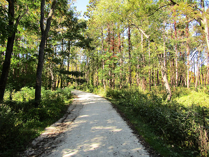 Dappled sunlight plays hide-and-seek along this inviting trail. The forest's version of a red carpet, rolling out for hikers instead of celebrities.