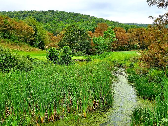 Wetland ecosystems create their own Monet-like palette throughout the seasons. Mother Nature showing off her watercolor skills in the quieter corners of the park.
