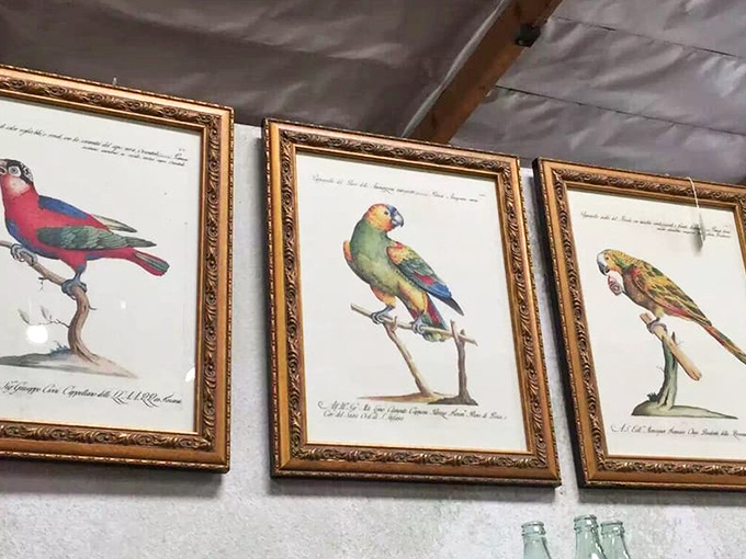 Vintage bird prints that would make Audubon himself stop scrolling through his phone. Framed feathered friends add instant character to any wall.