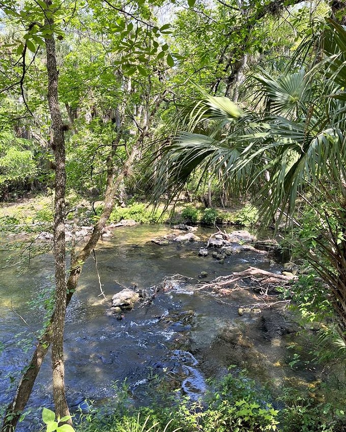 The Hillsborough River reveals its wild side with gentle rapids &ndash; Florida's humble version of whitewater that still manages to impress.