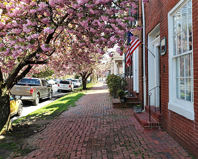 Spring in Chestertown means cherry blossoms transforming brick sidewalks into pink-canopied tunnels &ndash; nature's way of showing off against the historic architecture.