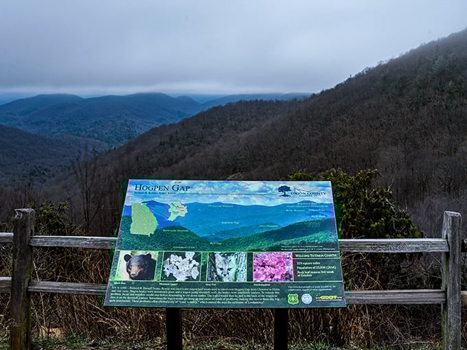 Hogpen Gap's informative sign &ndash; where bears, blooms, and breathtaking views get equal billing in nature's playbill.