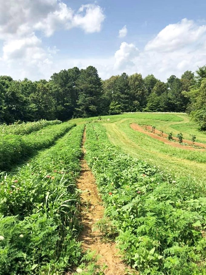 Local agriculture thrives in Mayfield's fertile soil. These community gardens provide fresh produce that helps residents eat well while keeping grocery bills remarkably low.