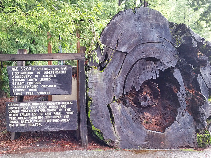 "I was here when Columbus got lost at sea." This ancient redwood cross-section puts human history into humbling perspective.