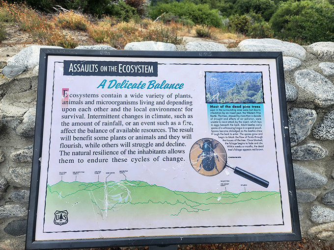 Knowledge is power! This interpretive sign explains the delicate ecosystem balance, proving that even paradise comes with an instruction manual.