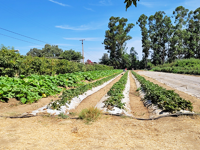 Local farms surrounding Gridley provide fresh produce year-round, making farm-to-table not just a trendy phrase but an everyday reality.