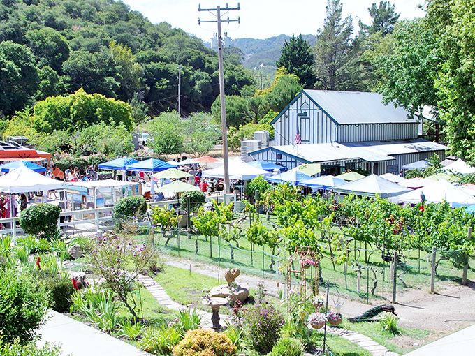 Vineyards with a view &ndash; Kelsey See Canyon offers the perfect blend of natural beauty and cultivated pleasures, all under the watchful gaze of coastal hills.