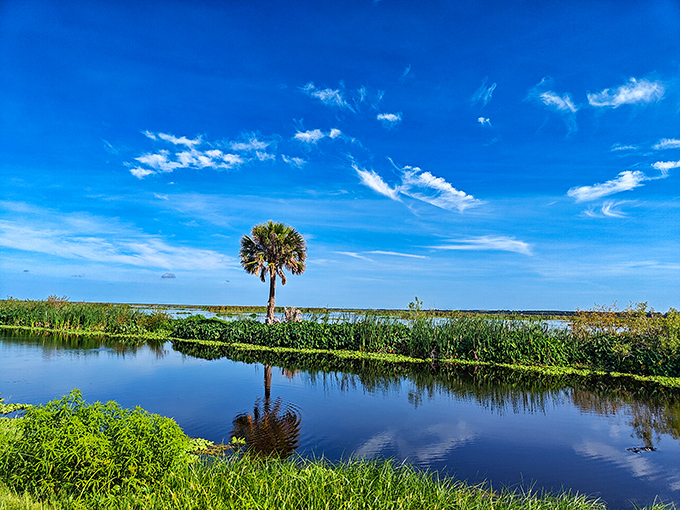 A lone palm stands sentinel over mirror-like waters. Florida's natural selfie game is stronger than any Instagram filter.