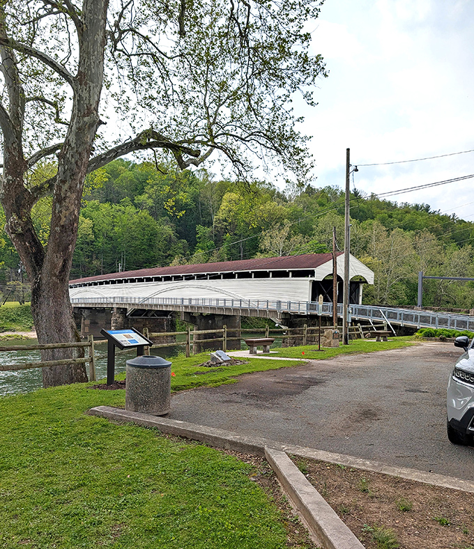 The bridge's elegant profile emerges from behind an ancient tree, like an architectural debutante waiting to be introduced to a new generation of admirers.