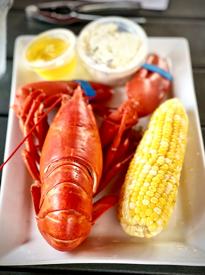 When a lobster looks this good, you almost feel bad eating it. Almost. That corn on the cob is just playing a supporting role.