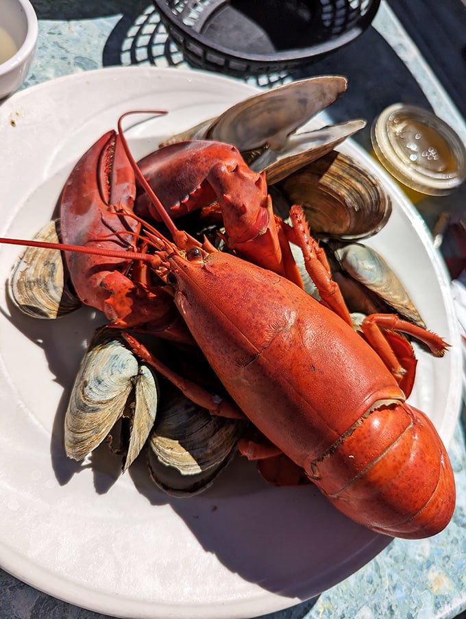 Meet the star of the show: a Maine lobster lounging atop steamer clams like it's holding court at the most delicious royal gathering imaginable.