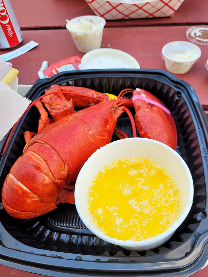 That moment when your lobster is so fresh, it looks like it might just scuttle off the plate if you blink.