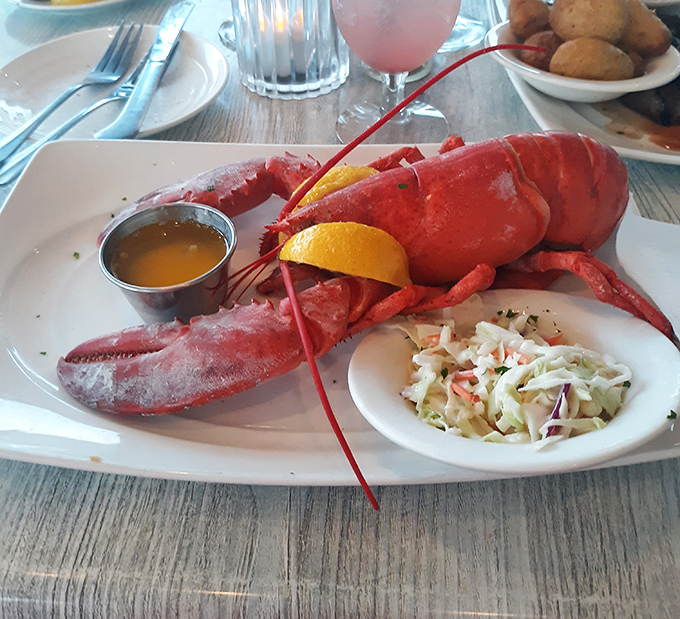 The lobster arrives like royalty on a throne of white china, demanding only butter as tribute before surrendering its treasures.