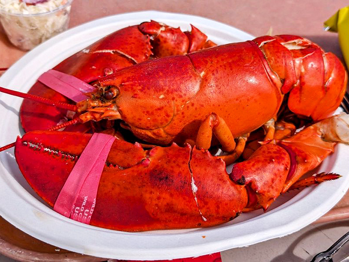 This magnificent crimson creature has made the ultimate sacrifice for your dining pleasure. Lobster doesn't get more glorious than this.