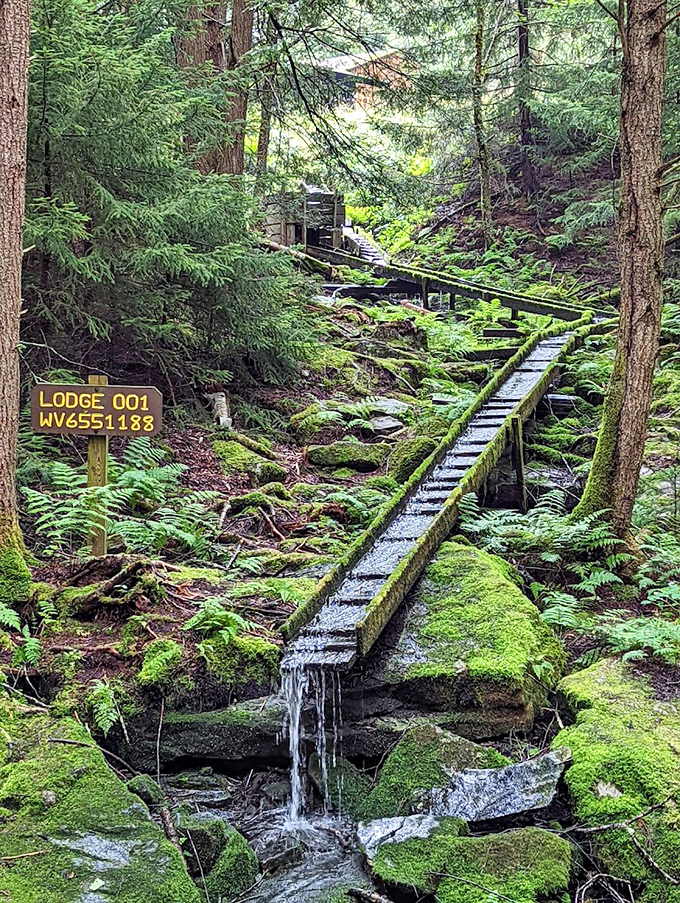A moss-covered water flume whispers tales of logging days past. Even the park's industrial relics have been reclaimed by nature's gentle persistence.