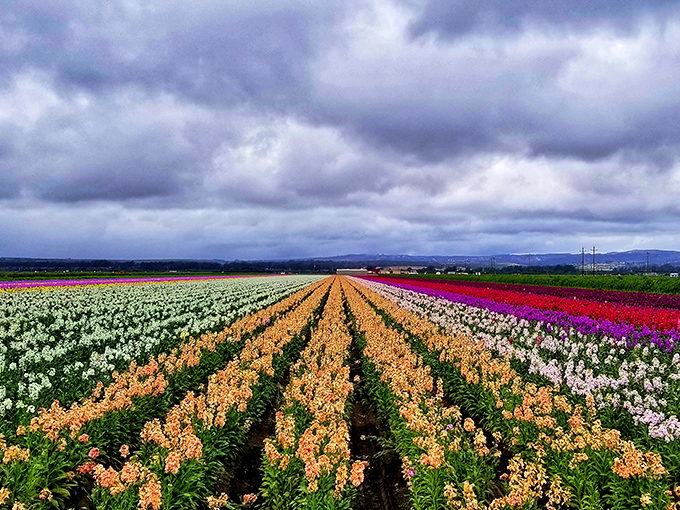 Lompoc's flower fields transform the valley into nature's color palette&mdash;like someone spilled a giant box of crayons across the landscape.