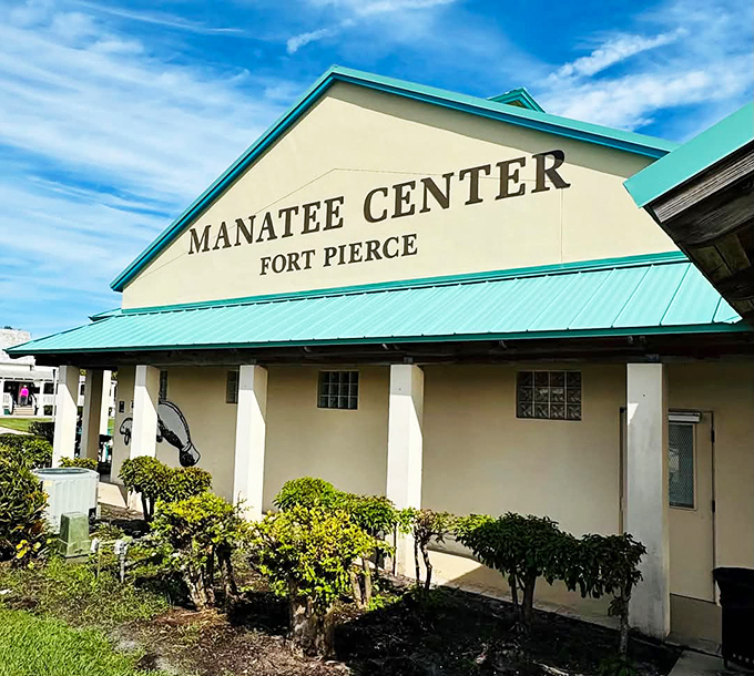 The Manatee Center stands as Fort Pierce's love letter to these gentle sea cows. Inside, visitors learn why these aquatic teddy bears chose this slice of Florida.
