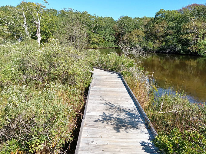 This wooden boardwalk at Felix Neck Wildlife Sanctuary invites exploration, winding through marshland where herons pose like patient photographers waiting for the perfect shot.