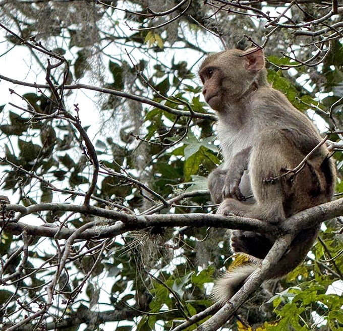 The unexpected primate committee member observing park operations. These rhesus macaques are Silver Springs' most controversial residents&mdash;unauthorized but undeniably photogenic.