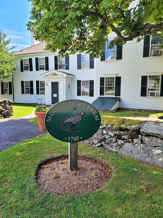 Mount Hope Farm's historic homestead has witnessed centuries of Rhode Island history, standing proudly since 1745 as a testament to colonial craftsmanship.