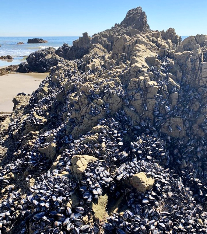A metropolis of mussels clings to life on these rocky outcroppings. Nature's buffet for seabirds and a testament to the resilience of coastal ecosystems.