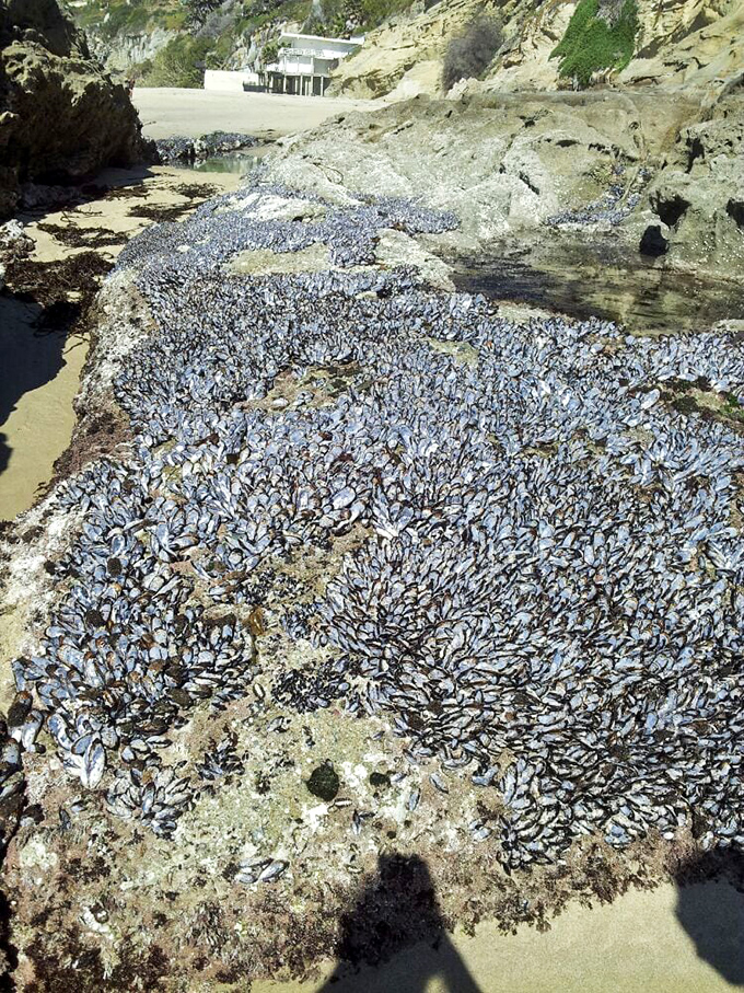Nature's apartment complex! Thousands of mussels cling to coastal rocks, proving even shellfish appreciate Laguna Beach's prime oceanfront property.