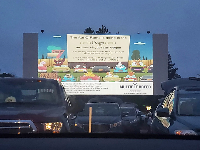 "Going to the Dogs" night at Aut-O-Rama proves movies are better with your four-legged critics. Even Fido deserves a night out at the cinema!