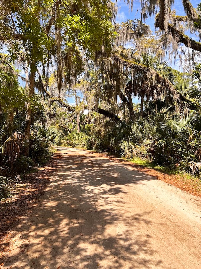 Spanish moss dangles like nature's decorations along this dirt path, inviting explorers into Florida's wild heart.