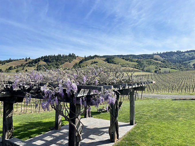 A wisteria-draped pergola frames vineyard views &ndash; nature's purple curtain opening to reveal Anderson Valley's finest production.