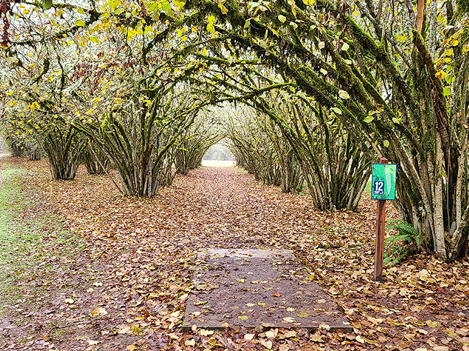 Nature's cathedral&mdash;these arching branches create a leaf-lined corridor that practically demands you lower your voice to a whisper of appreciation.