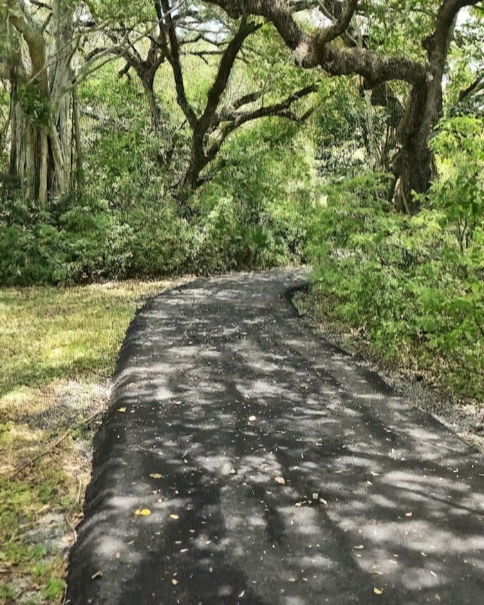 Dappled sunlight creates a natural spotlight on the walking trail. These paths have stories to tell&mdash;if only trees could talk.
