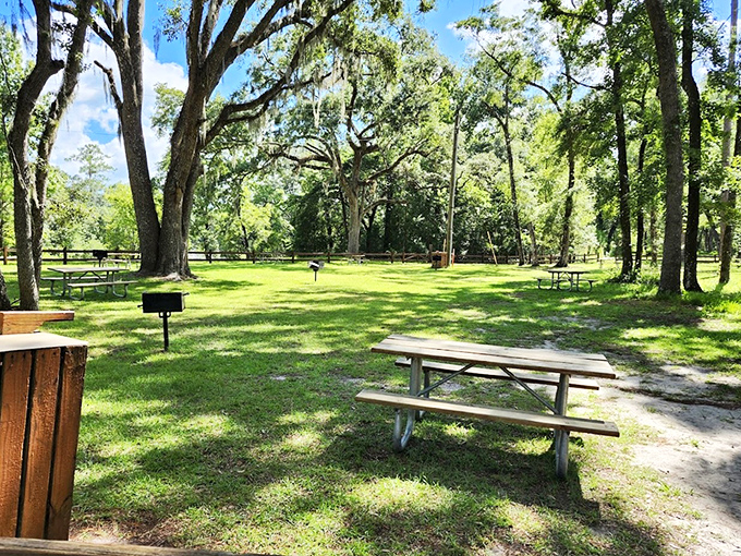 Picnic tables under cathedral-like oak canopies. The world's most perfect lunch spot doesn't charge for its million-dollar views.