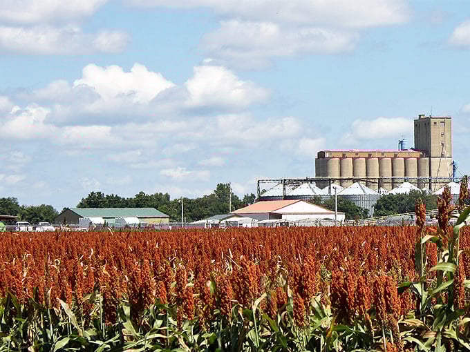 Sorghum fields stretch toward the horizon, proving Arkansas still knows how to grow things besides retirement dreams and tomatoes.