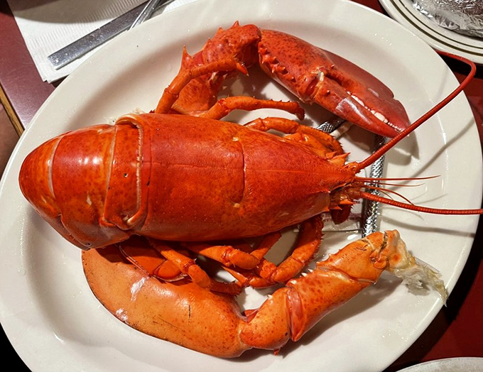 Meet your dinner &ndash; a magnificent crimson lobster in all its glory, waiting to transform your ordinary Tuesday into a celebration worthy of Neptune himself.