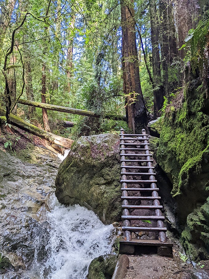 Nature's stairmaster! These wooden steps alongside rushing water offer the perfect combination of workout and wonder.