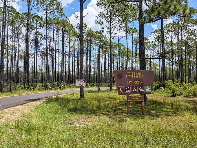 Tate's Hell State Forest offers nature's therapy session without the hourly rate &ndash; tall pines standing like therapists ready to listen to whatever's weighing on your mind.