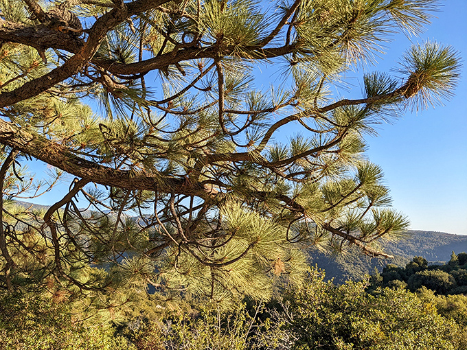Nature's architecture at its finest&mdash;pine branches reaching skyward like a cathedral's arches, framing glimpses of the blue beyond.