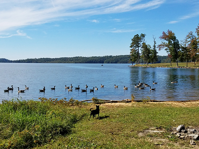 A gaggle of geese holds their morning meeting at the lake's edge, clearly discussing the remarkable affordability of waterfront property in their neighborhood.